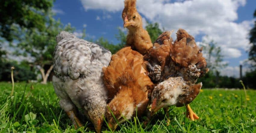 Preventing Common Chicken Diseases - The Backyard Chicken Farmer